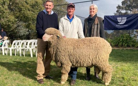 Ram Sale 16th Sep 2024 | Yarrawonga Merino & Poll Merino